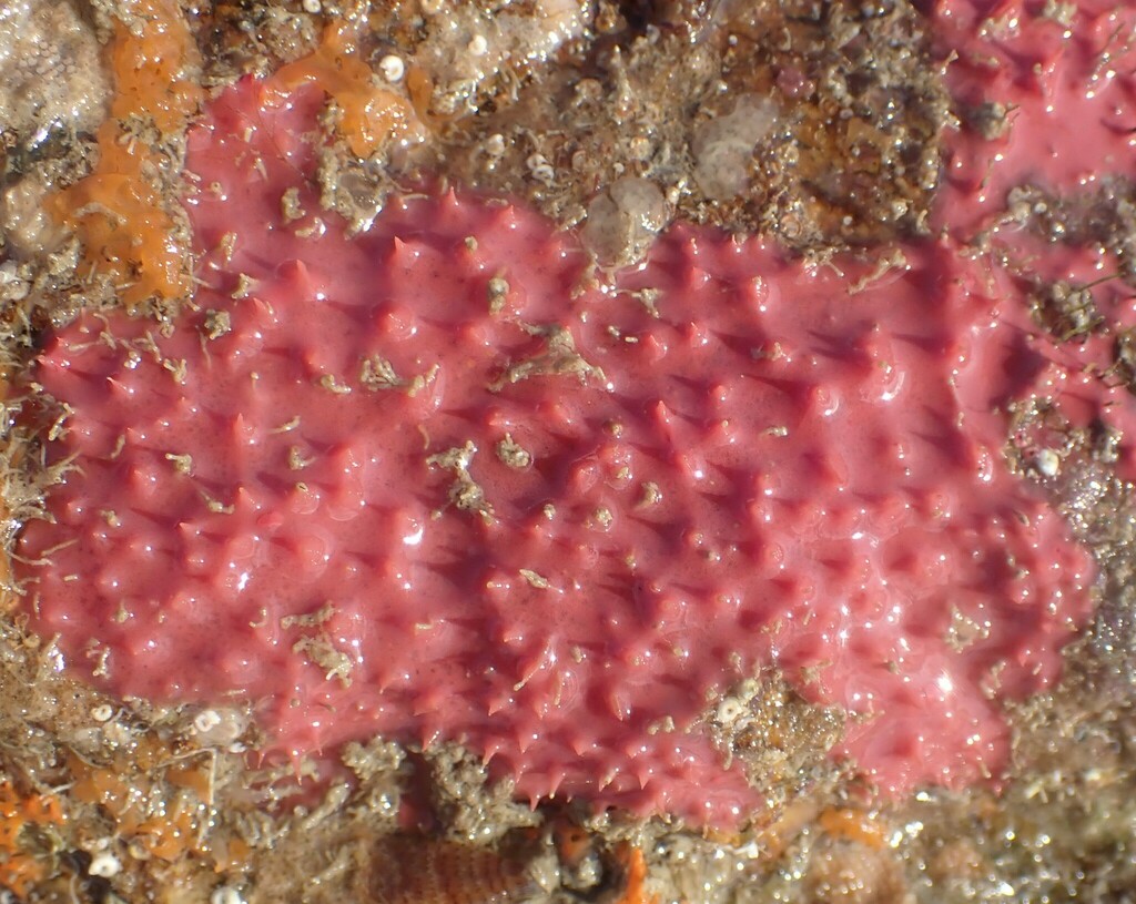 Encrusting rose sponge from Ecrehous, Jersey on May 20, 2023 at 04:36 ...