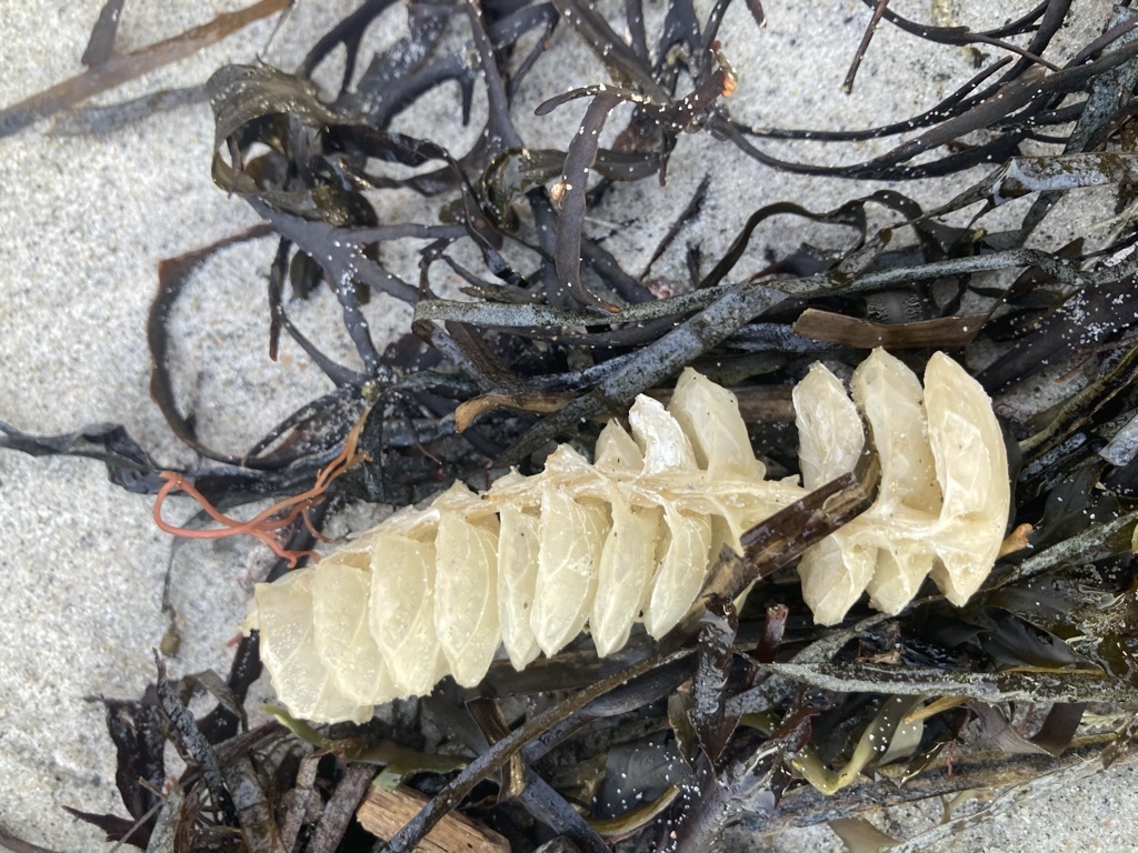 Busycotypus canaliculatus (Linnaeus, 1758)