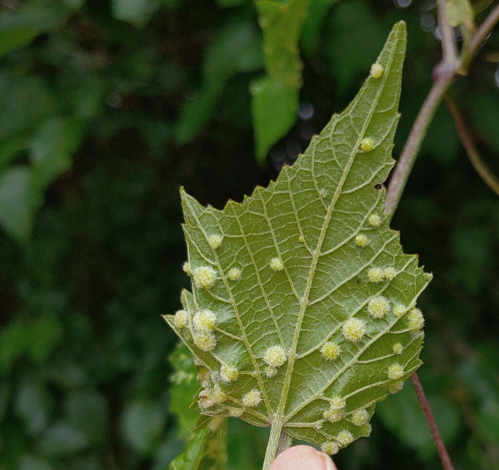 Grape Phylloxera from Mountain Park, GA, USA on June 5, 2023 at 10:30 ...