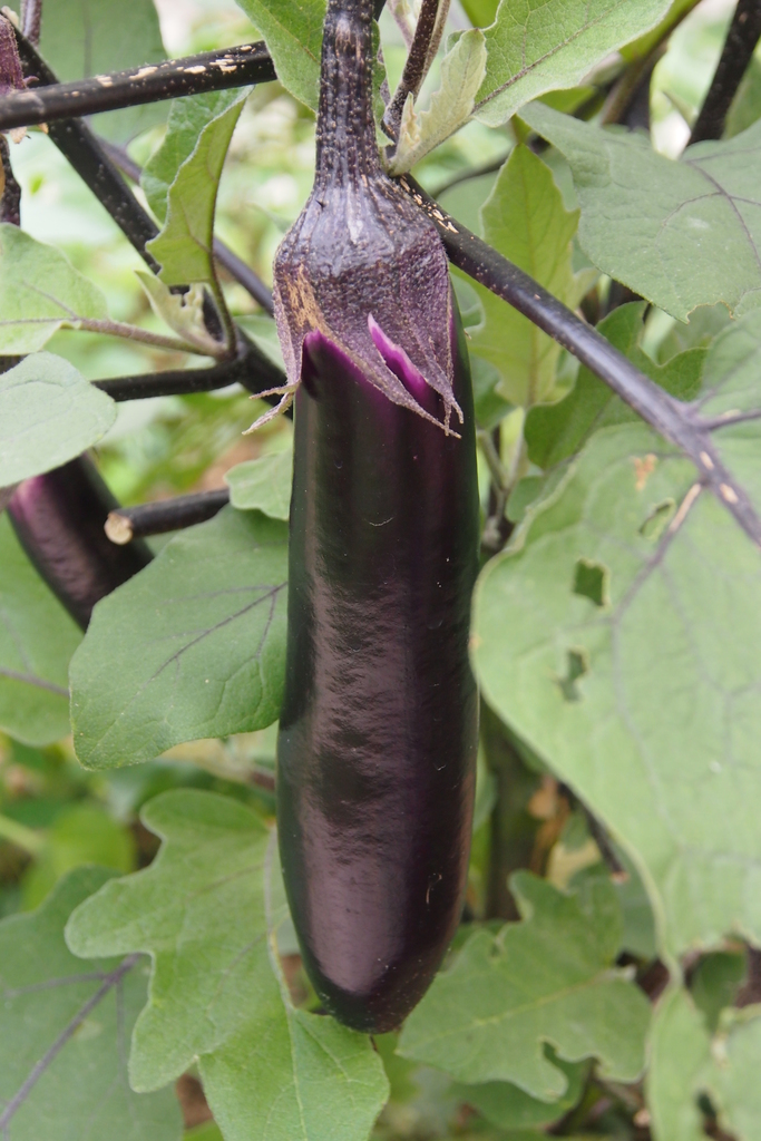 eggplant (Solanum melongena) - Botanical Realm