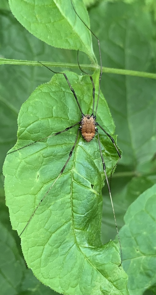 Warty Harvestman in June 2023 by Nikhil Reddy · iNaturalist