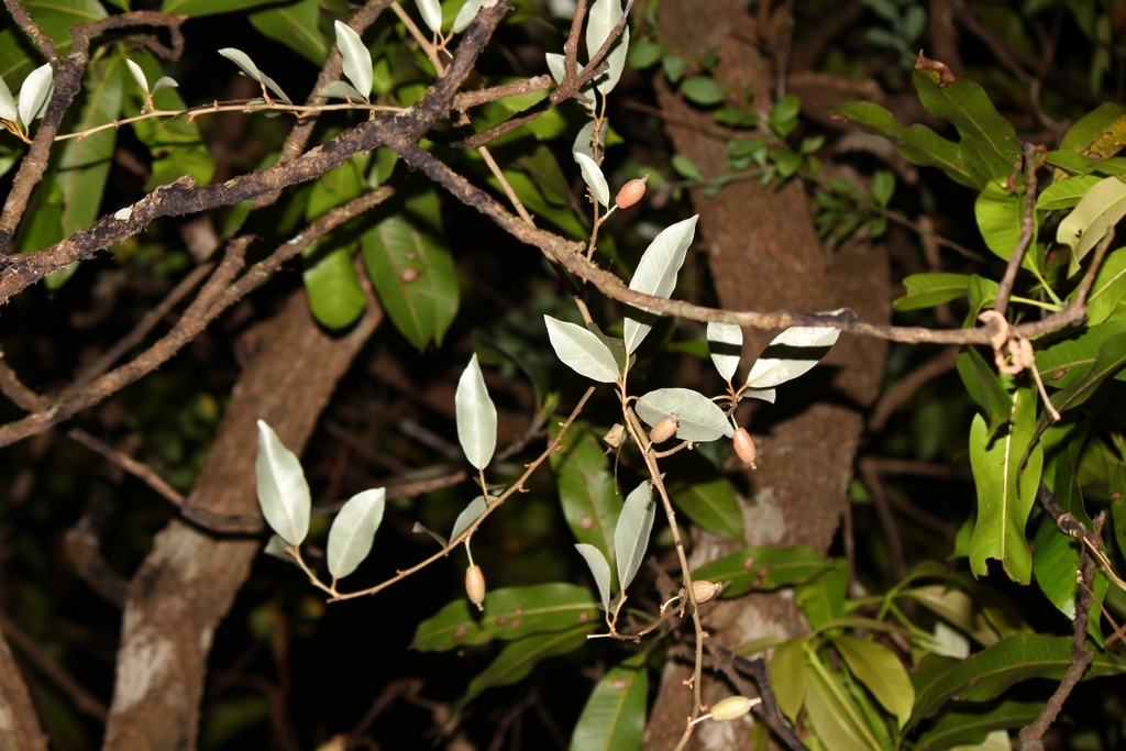 (Elaeagnus conferta) - Botanical Realm