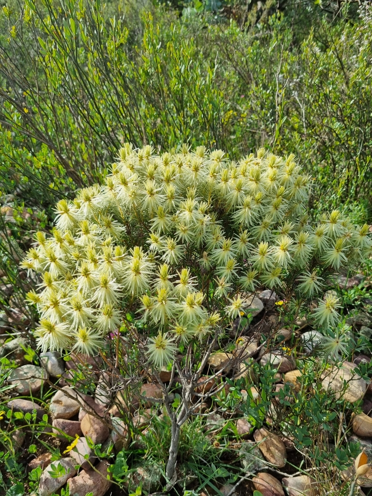 Flannel bush from Witzenberg Local Municipality, South Africa on June 5 ...