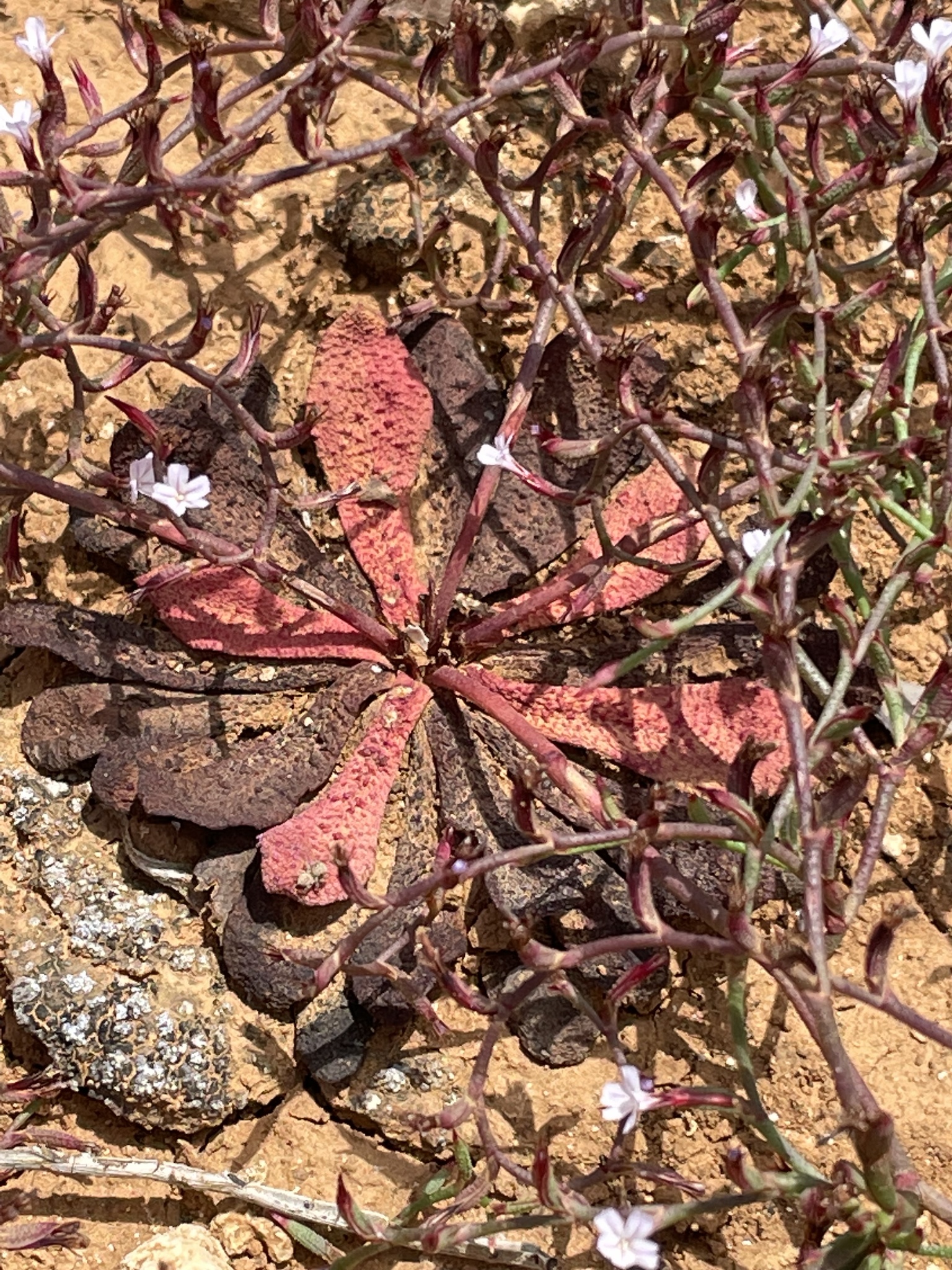 Limonium echioides (L.) Mill.