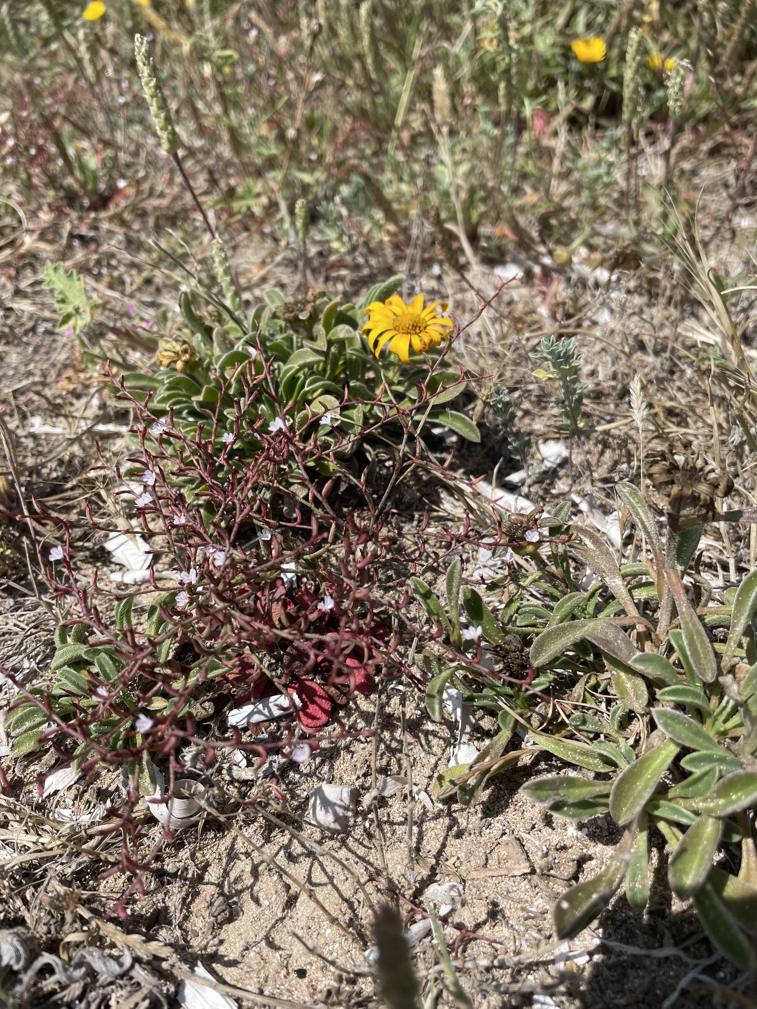 Limonium echioides (L.) Mill.