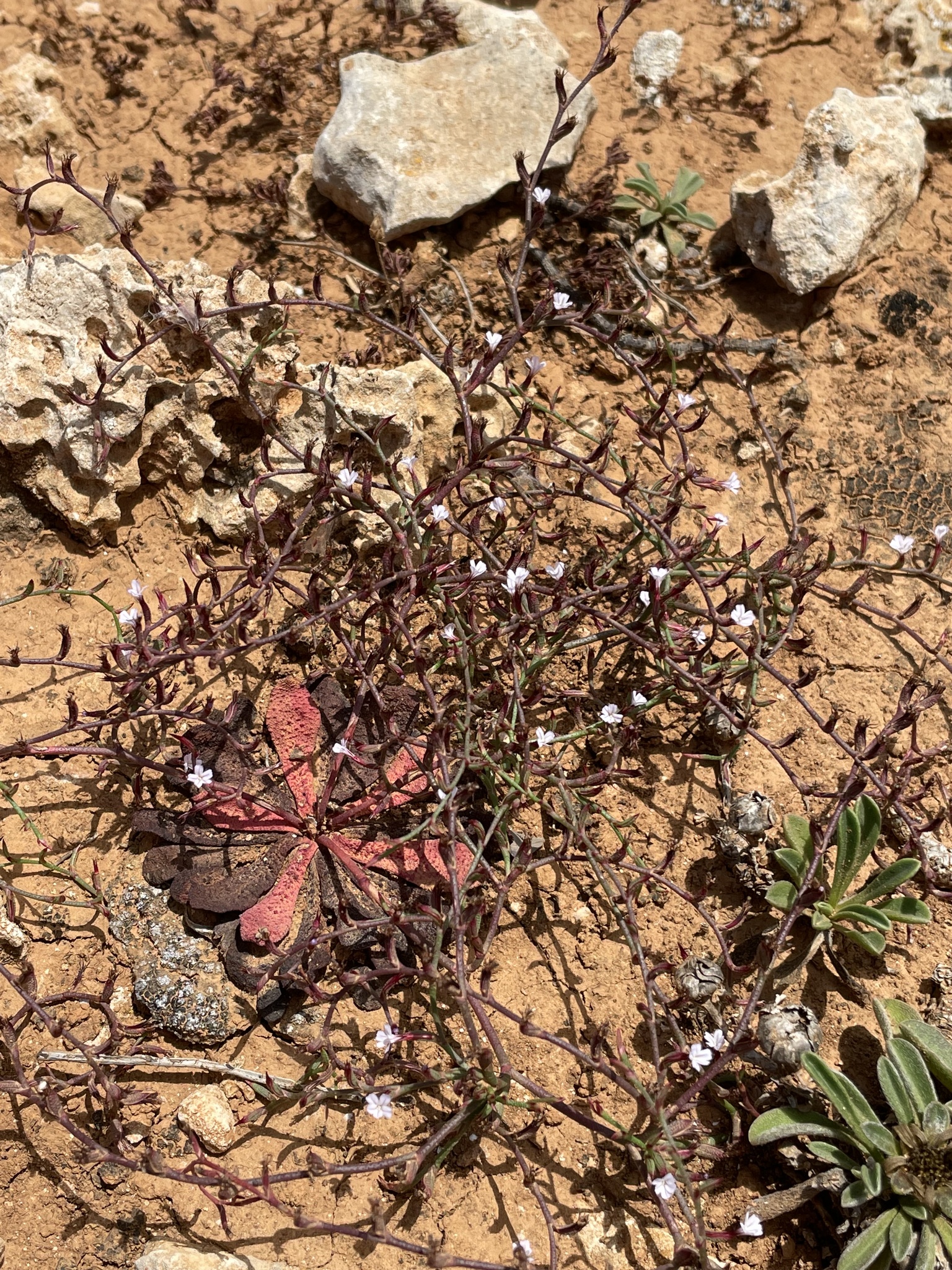 Limonium echioides (L.) Mill.