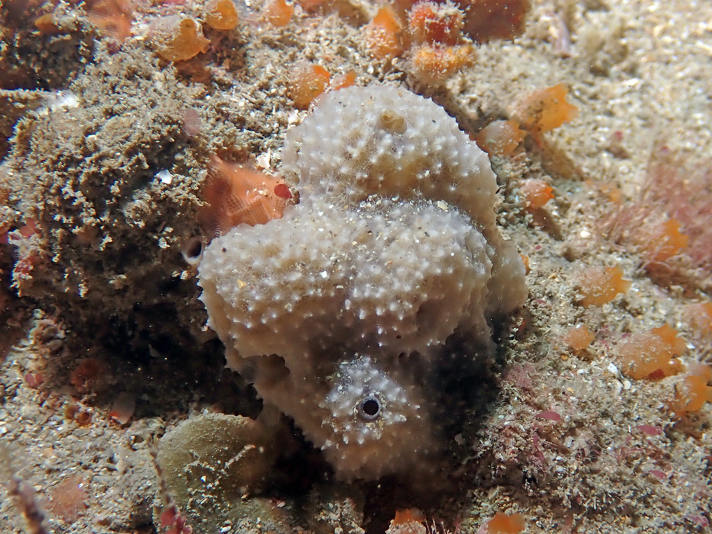 Goosebump Sponge from Petite Grand Basse on 19 February, 2023 at 09:06 ...