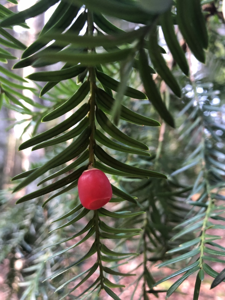 common yew from Даховская — плато Лаго-Наки, Апшеро́нский район ...