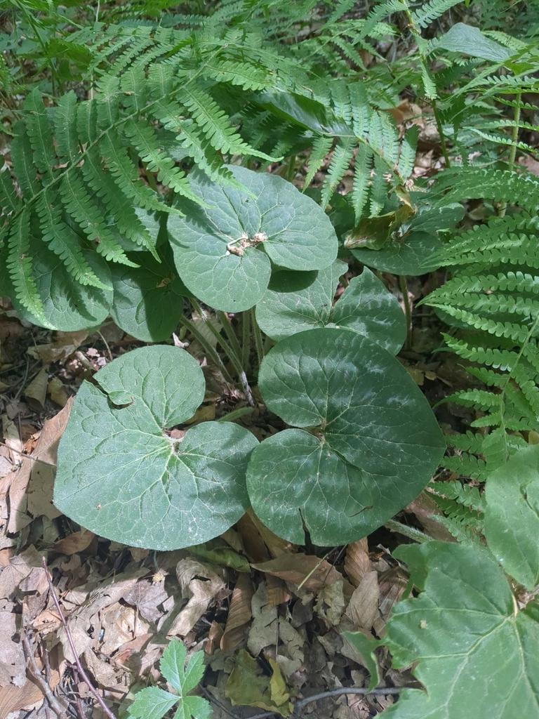 Canadian wild ginger from Washington Township, IN, USA on June 5, 2023 ...