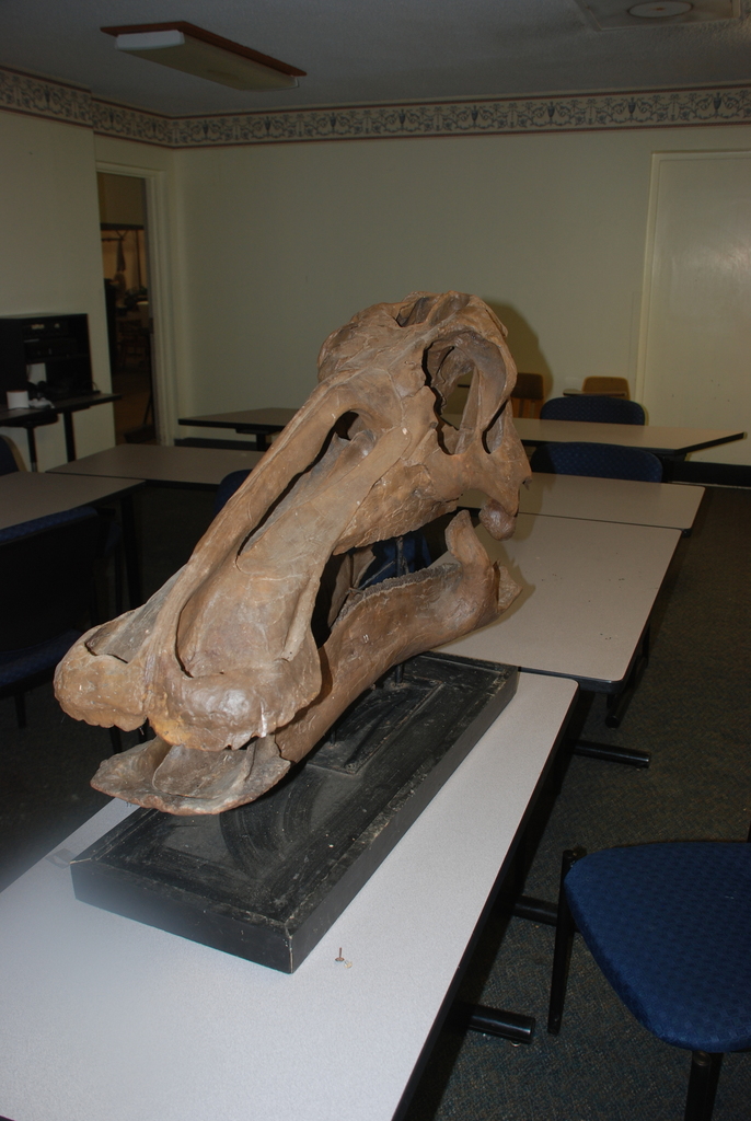 Hadrosaurids (Wildlife of Coastal Texas) · iNaturalist