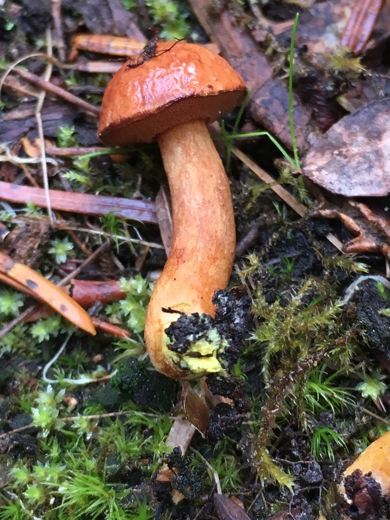Peppery Bolete (Fungi of southern Africa) · iNaturalist