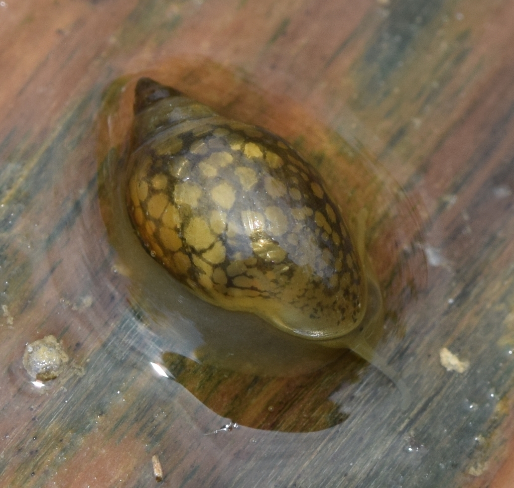 Acute Bladder Snail from Almería, España on June 5, 2023 at 01:10 PM by ...