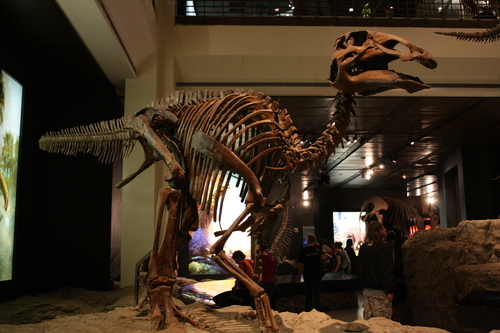 Edmontosaurus annectens · iNaturalist United Kingdom