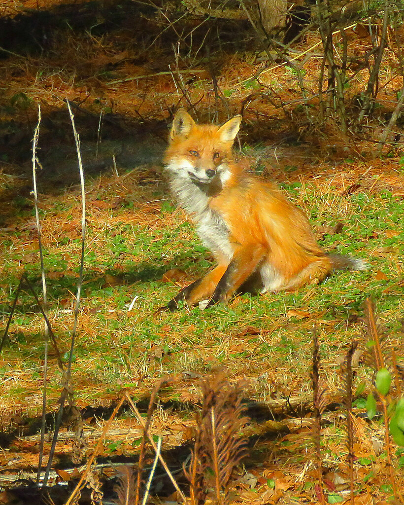 Red Fox from Dauphin County, PA, USA on December 20, 2022 at 07:35 PM ...