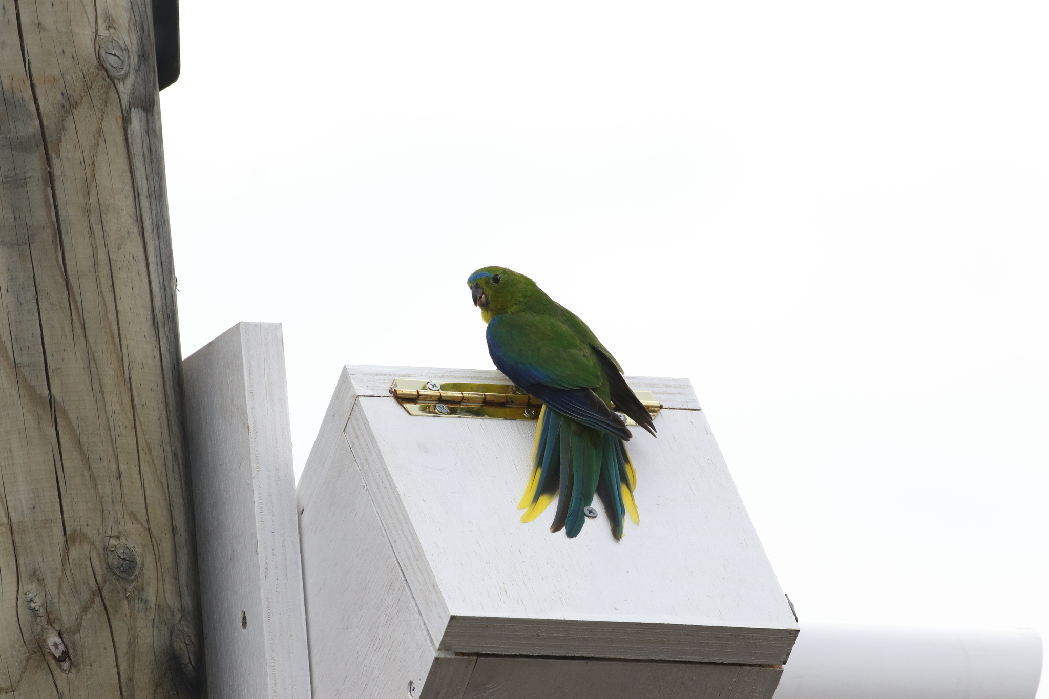 Neophema chrysogaster (Latham, 1790)