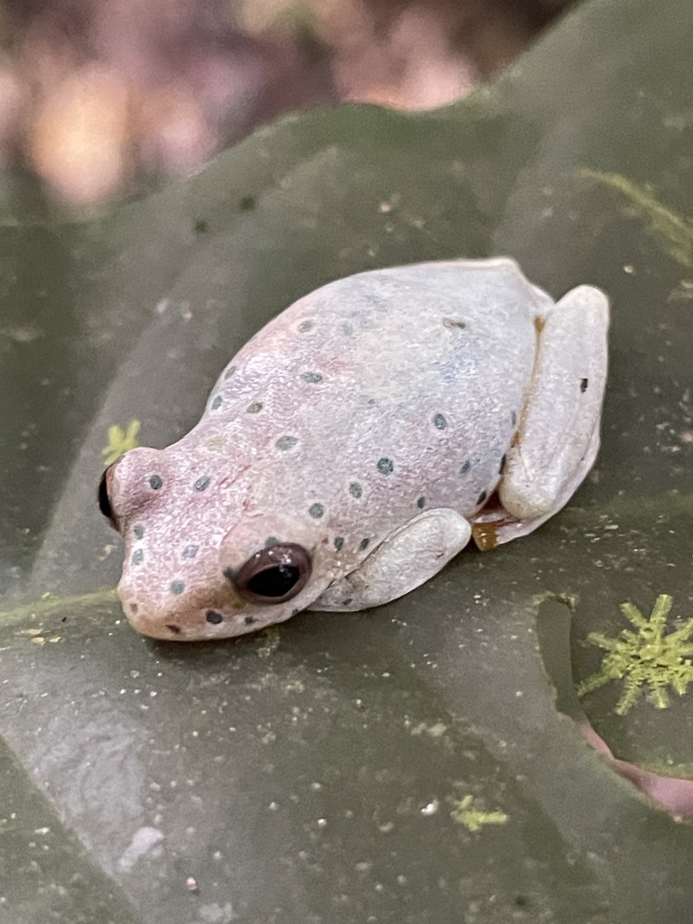 Golden-eyed Reed Frog from Dja Faunal Reserve, Lomie, de l'Est, CM on ...