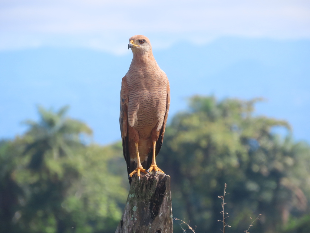 Savanna Hawk from Querévalo, Panamá on June 5, 2023 at 09:29 AM by ...