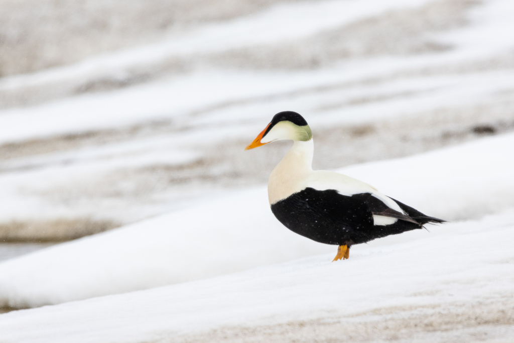 Pacific Common Eider (Somateria mollissima v-nigrum) - Avian Discovery