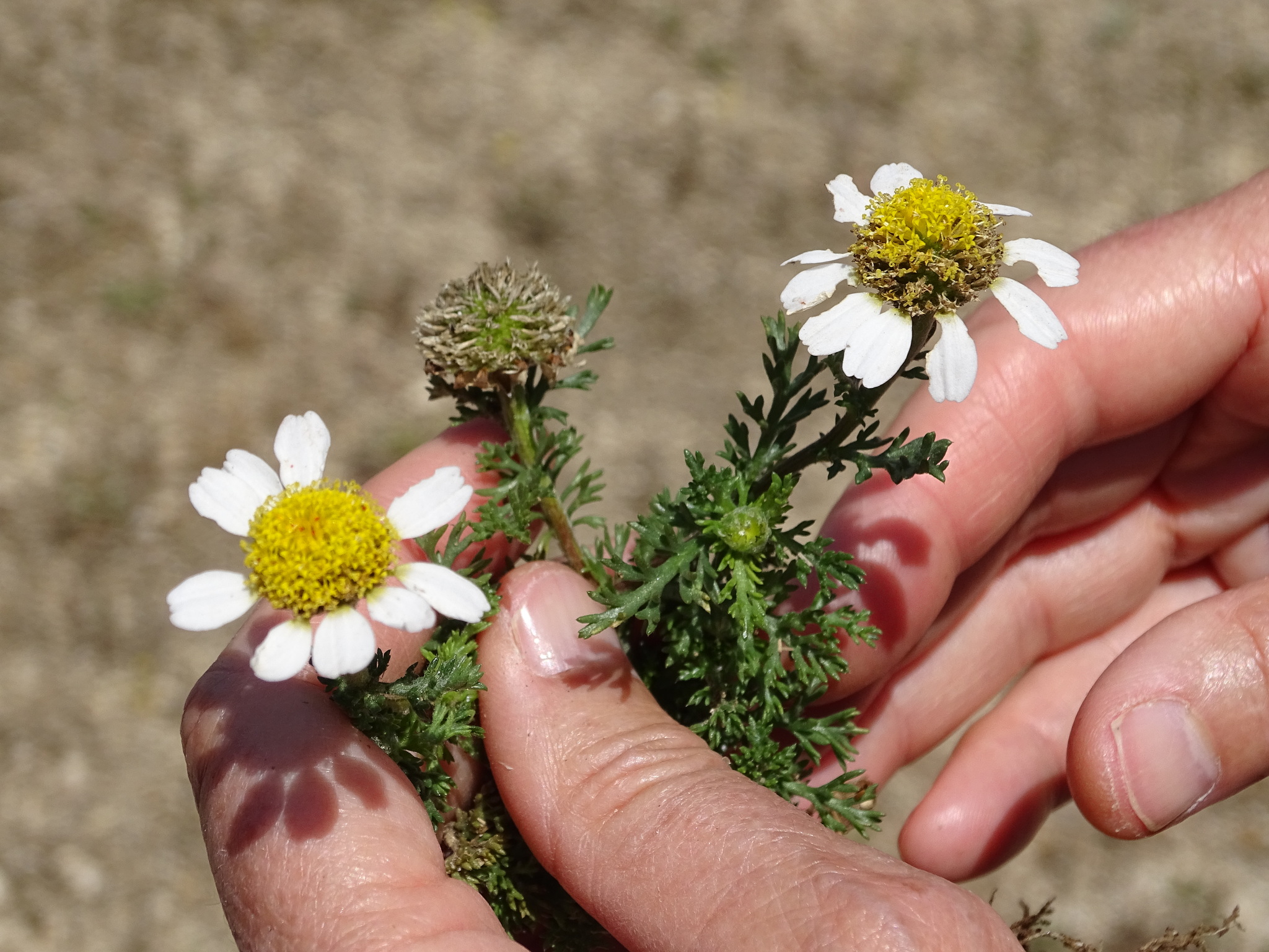 Anthemis arvensis L.