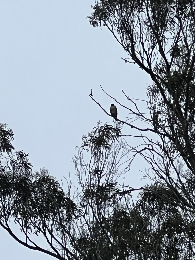 Red-tailed Hawk from Ragle Ranch Regional Park, Sebastopol, CA, US on ...