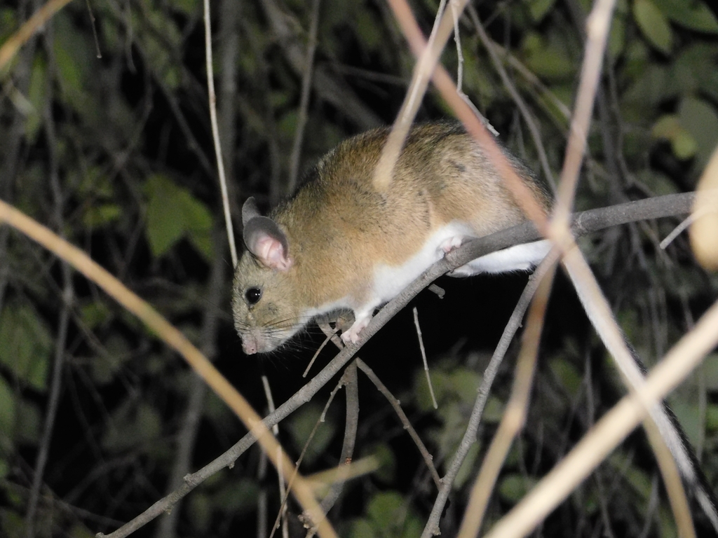 White-throated Woodrat (Neotoma albigula) - Know Your Mammals