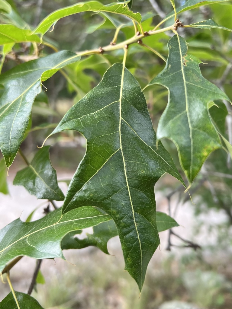 Georgia Oak from Stone Mountain Park, Stone Mountain, GA, US on May 30 ...