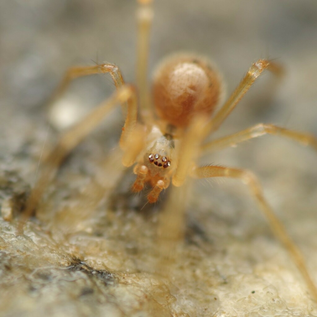 cave cobweb spiders from 66820 Casteil, France on May 25, 2023 at 07:18 ...