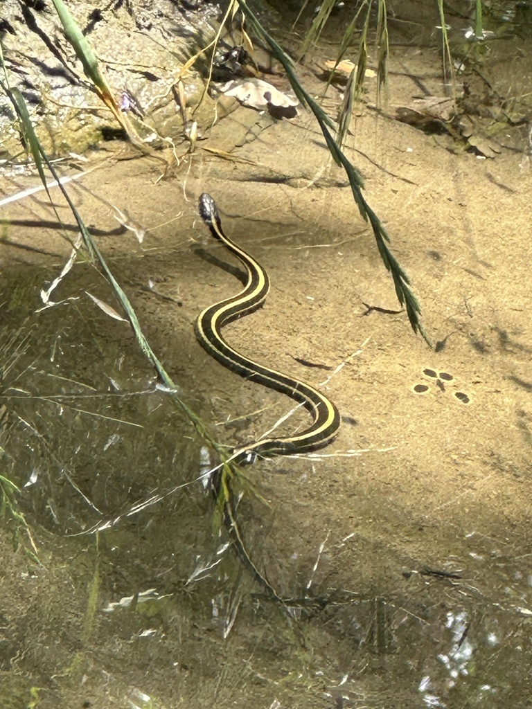 Diablo Range Garter Snake from Mount Diablo State Park, Alamo, CA, US ...