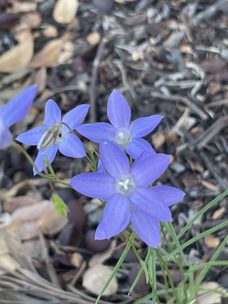 Tufted Bluebell from Dangar St, Narrabri, NSW, AU on June 2, 2023 at 12 ...