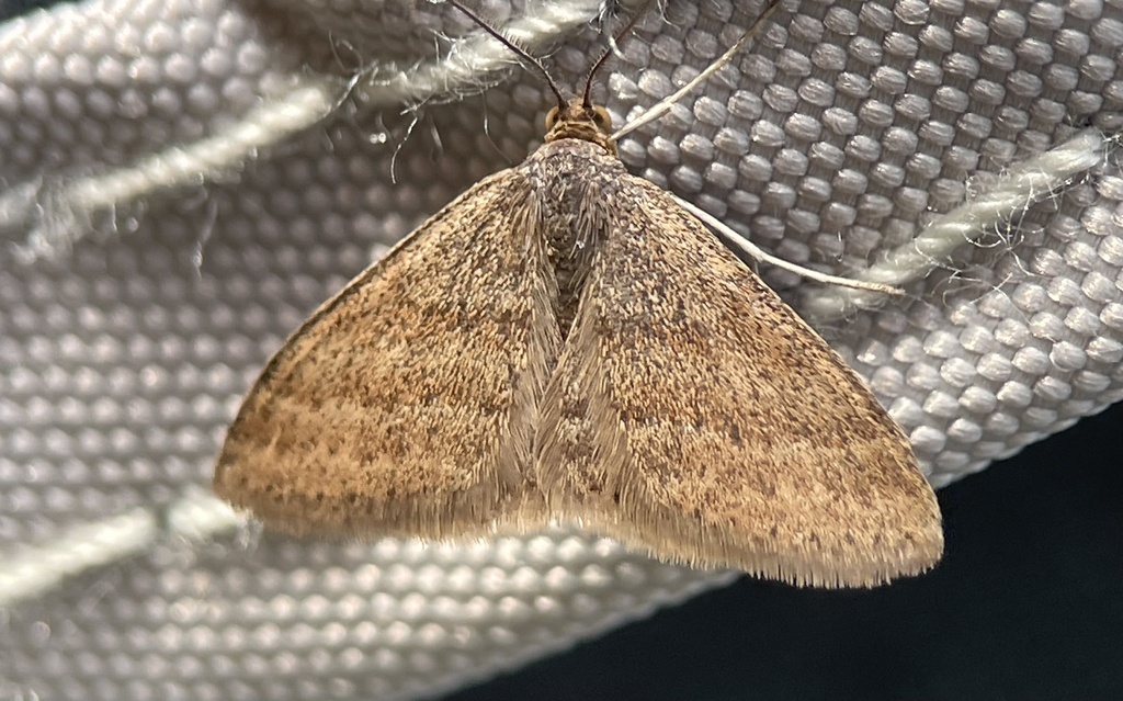 Scopula lydia from Moree, NSW, AU on June 5, 2023 at 09:28 AM by suecee ...