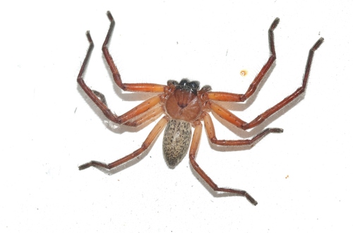 Delena tasmaniensis · iNaturalist