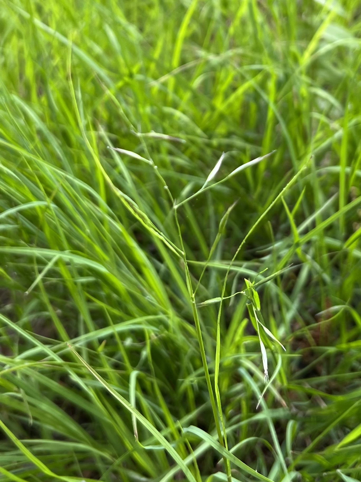 Danthonia compressa Austin