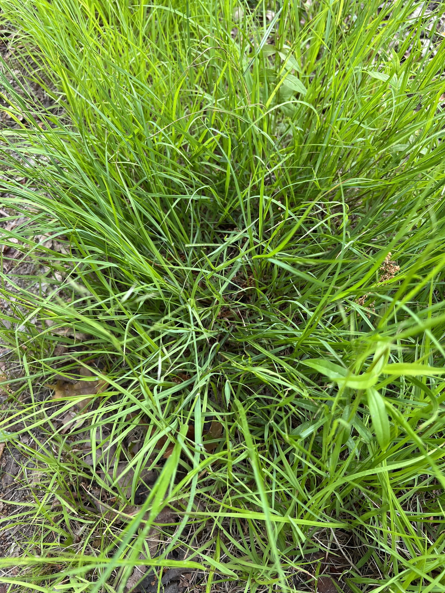 Danthonia compressa Austin