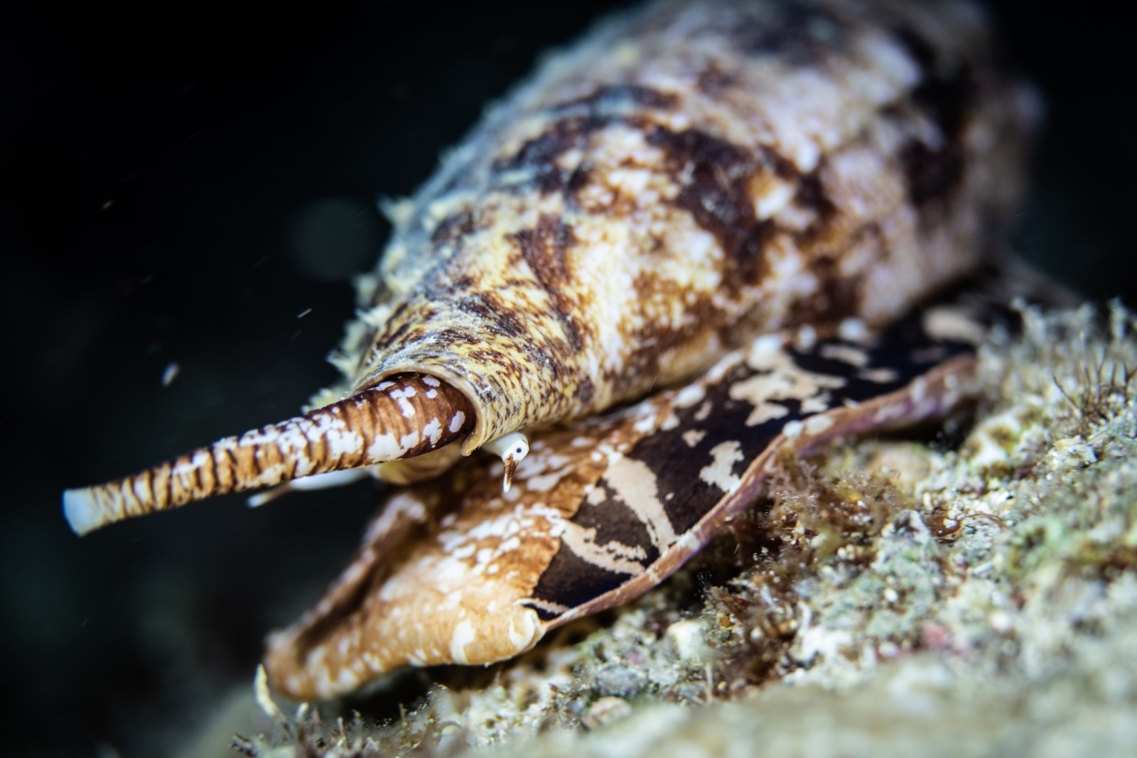 Conus geographus Linnaeus, 1758