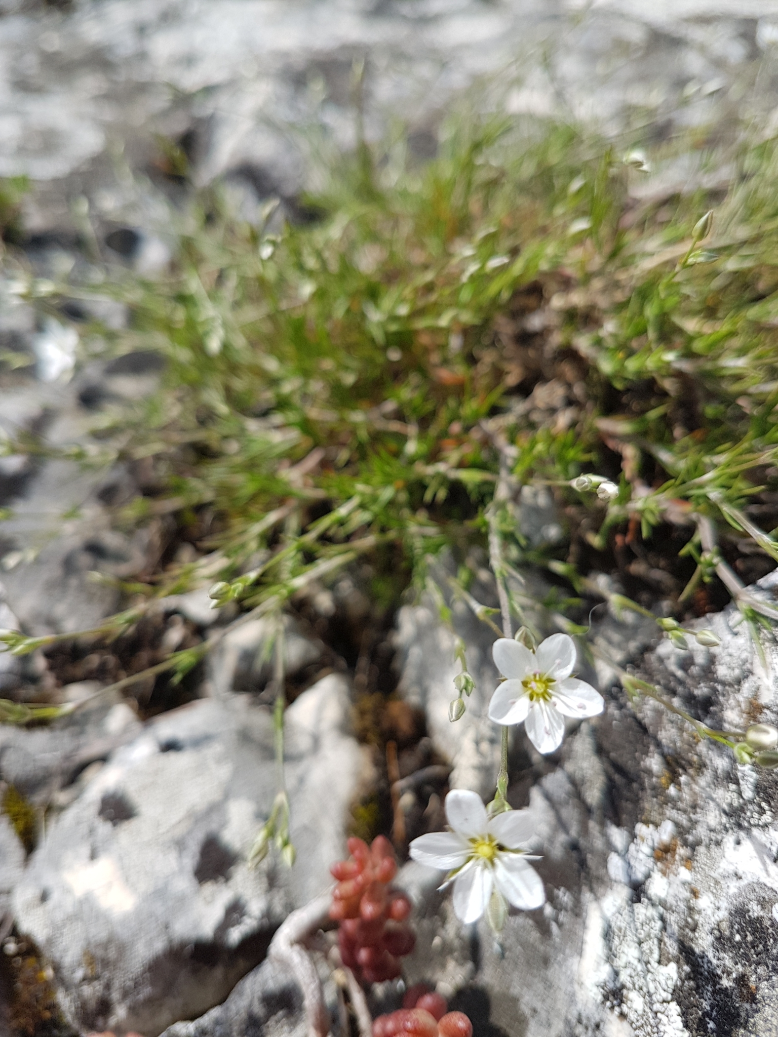 Minuartia setacea (Thuill.) Hayek