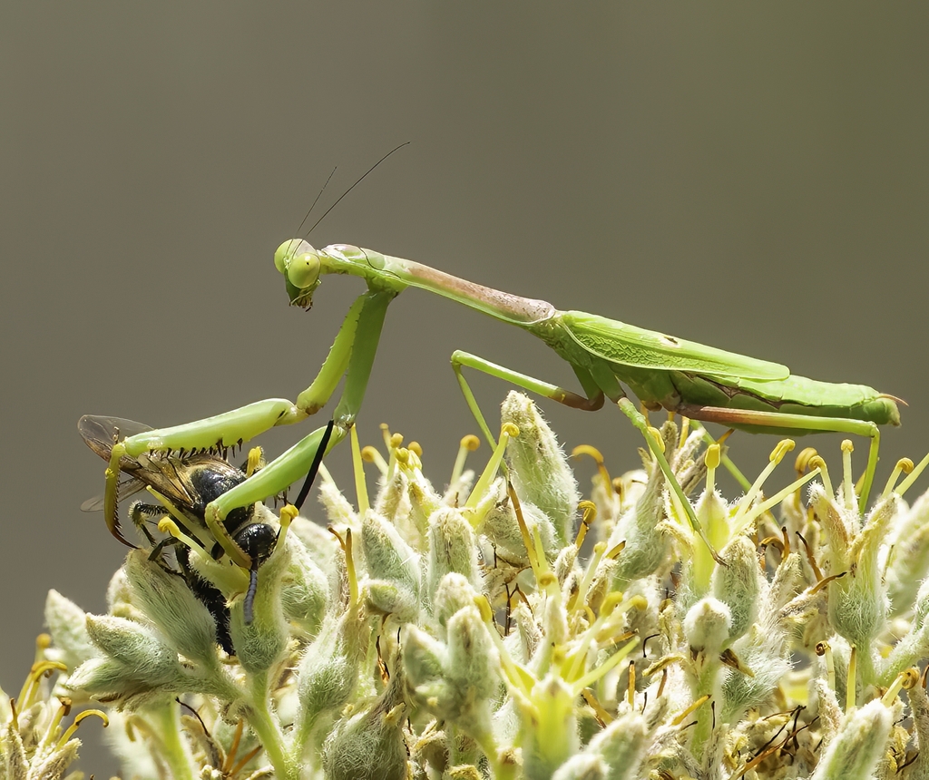 Larger Florida Mantis from Frenchman's Forest Natural Area 12201 ...