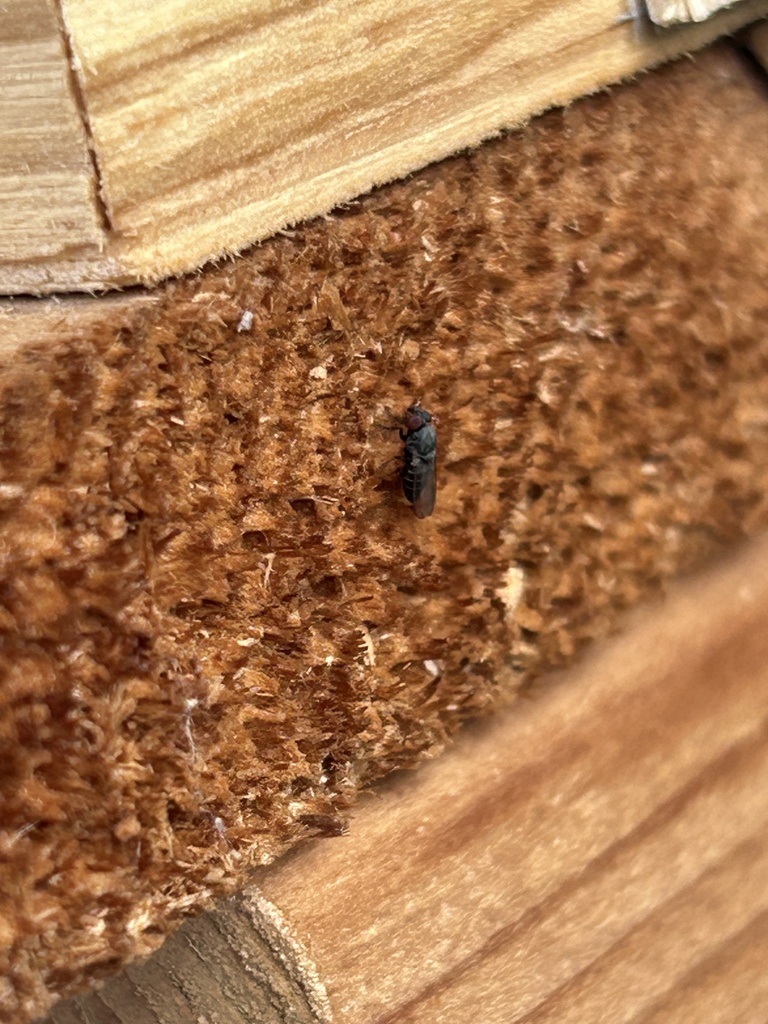 Houdini Fly in June 2023 by chellebythesea · iNaturalist