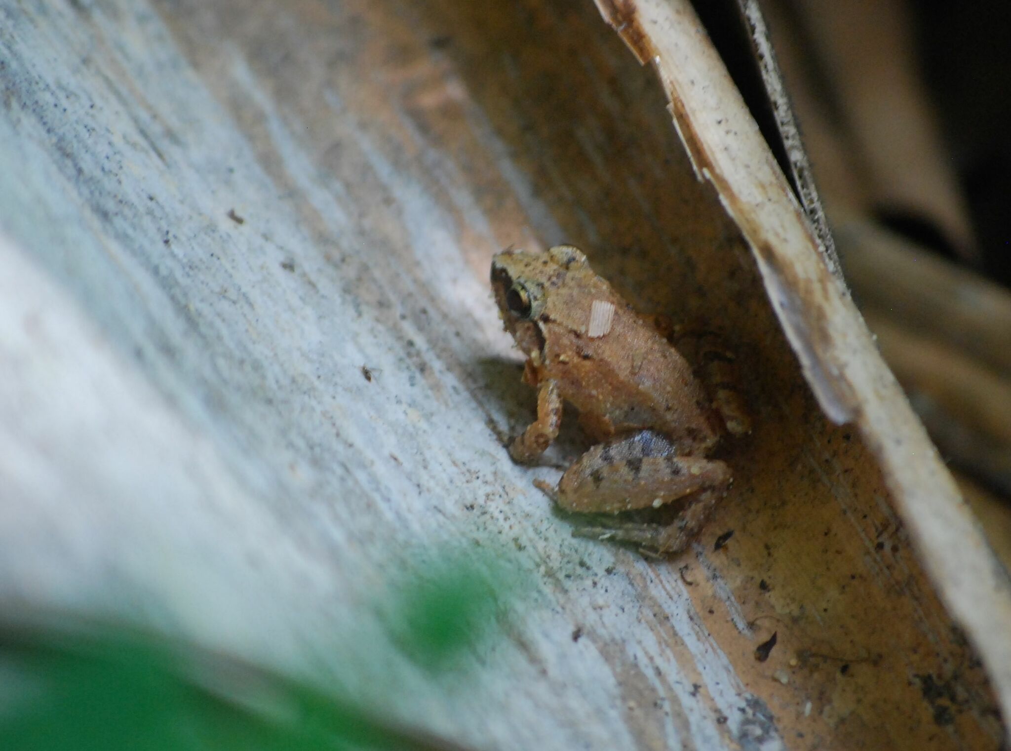 Limnonectes hascheanus (Stoliczka, 1870)
