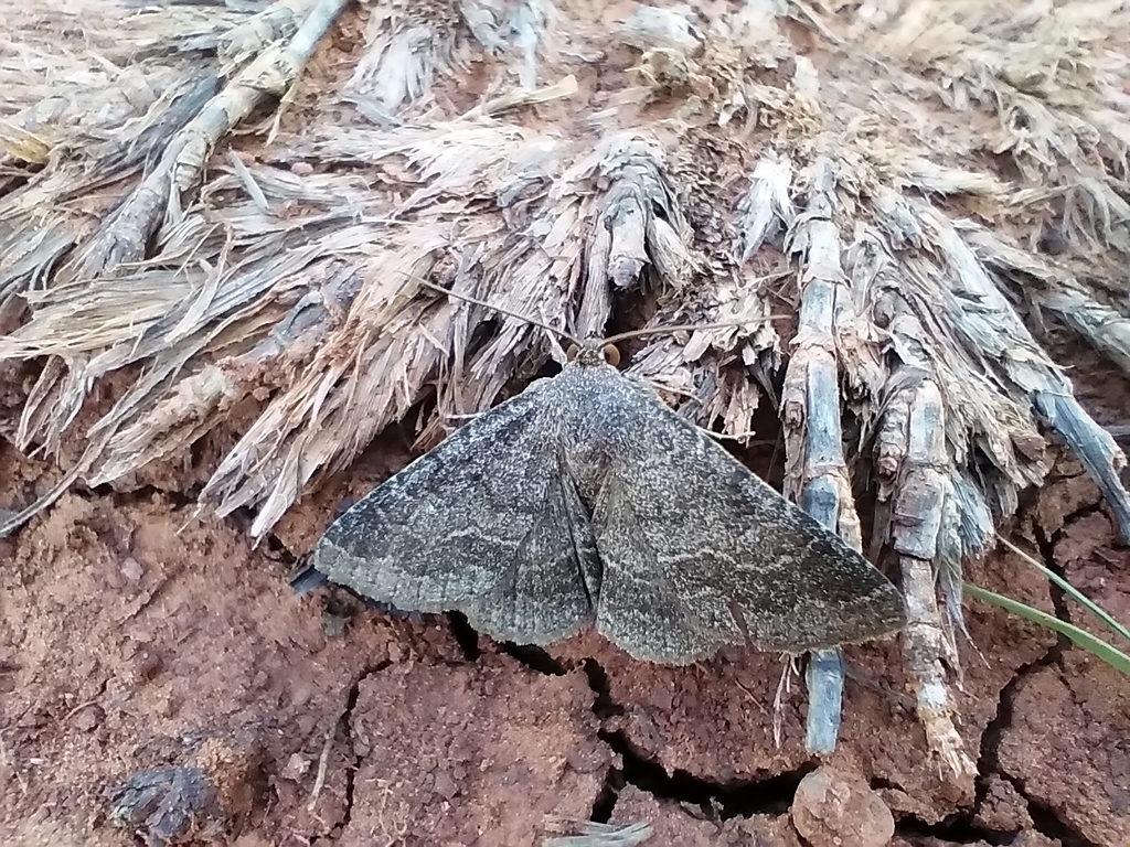 Dusty Lined Matigramma Moth from Norman, OK 73071, USA on June 5, 2023 ...