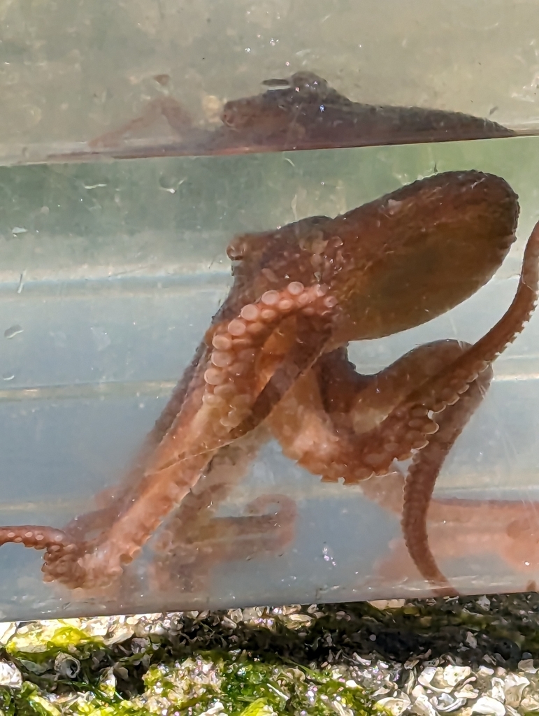 East Pacific Red Octopus from Pierce County, WA, USA on June 5, 2023 at ...