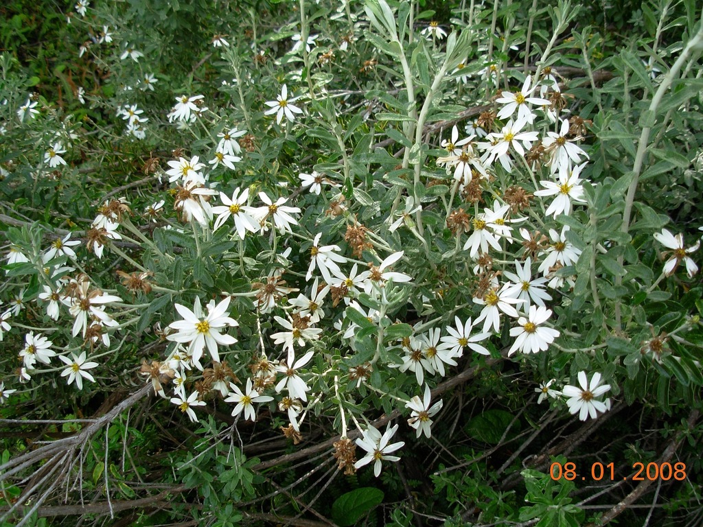 Romerillo (Tamango Flora) · iNaturalist