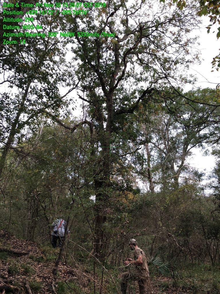 Bastard oak from Brazoria County, TX, USA on November 30, 2018 at 03:35 ...
