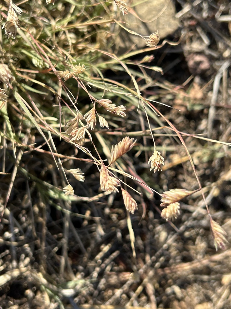 buffalograss from Coronado National Forest, Elgin, AZ, US on May 23 ...