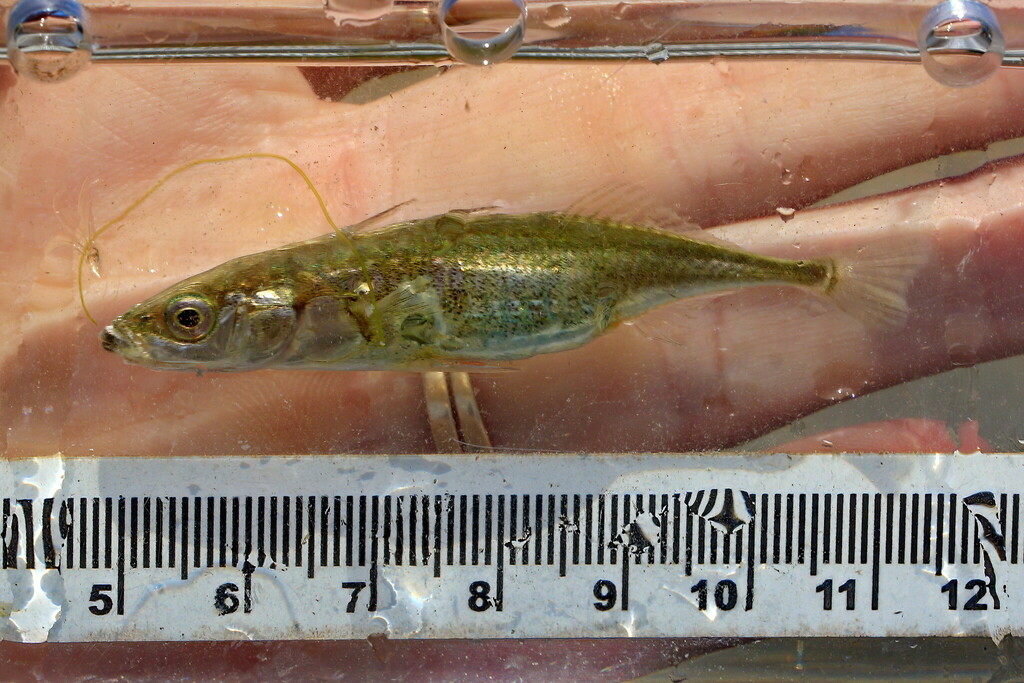 Threespine Stickleback from Port Moody, BC, Canada on 03 June, 2023 at 11:58 AM by Paul Steeves ...