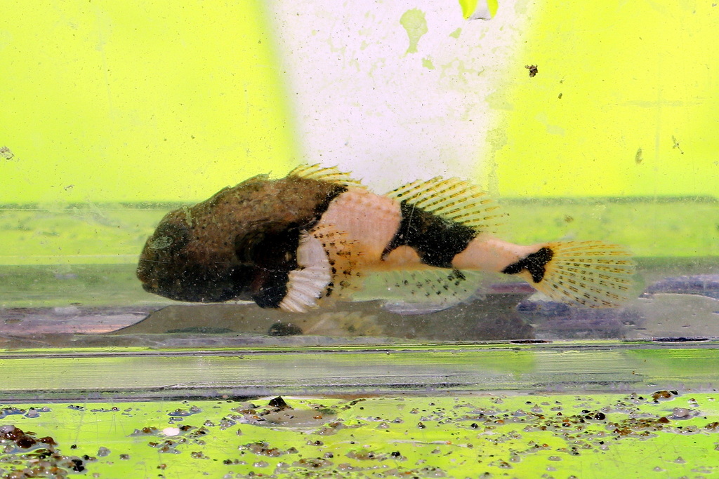 Buffalo Sculpin from Port Moody, BC, Canada on June 3, 2023 at 12:57 PM ...