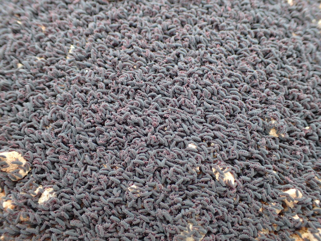 Water Springtail from 30km E by N of Swan Reach, S. AUST on June 5 ...