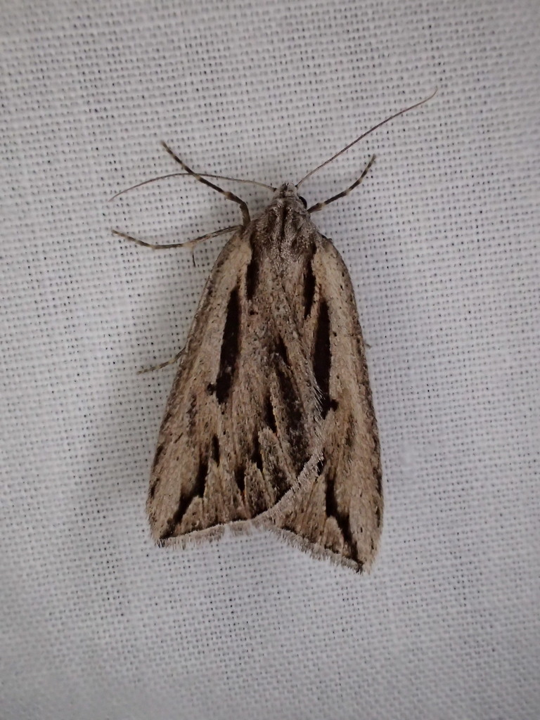 Ribbon Cape Moth from 30km E by N of Swan Reach, S. AUST on June 5 ...