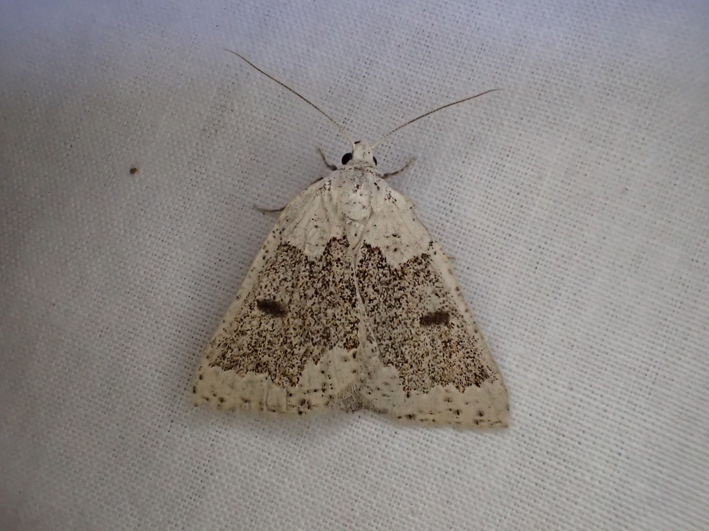 Broken-banded Cape-moth from 30km E by N of Swan Reach, S. AUST on June ...
