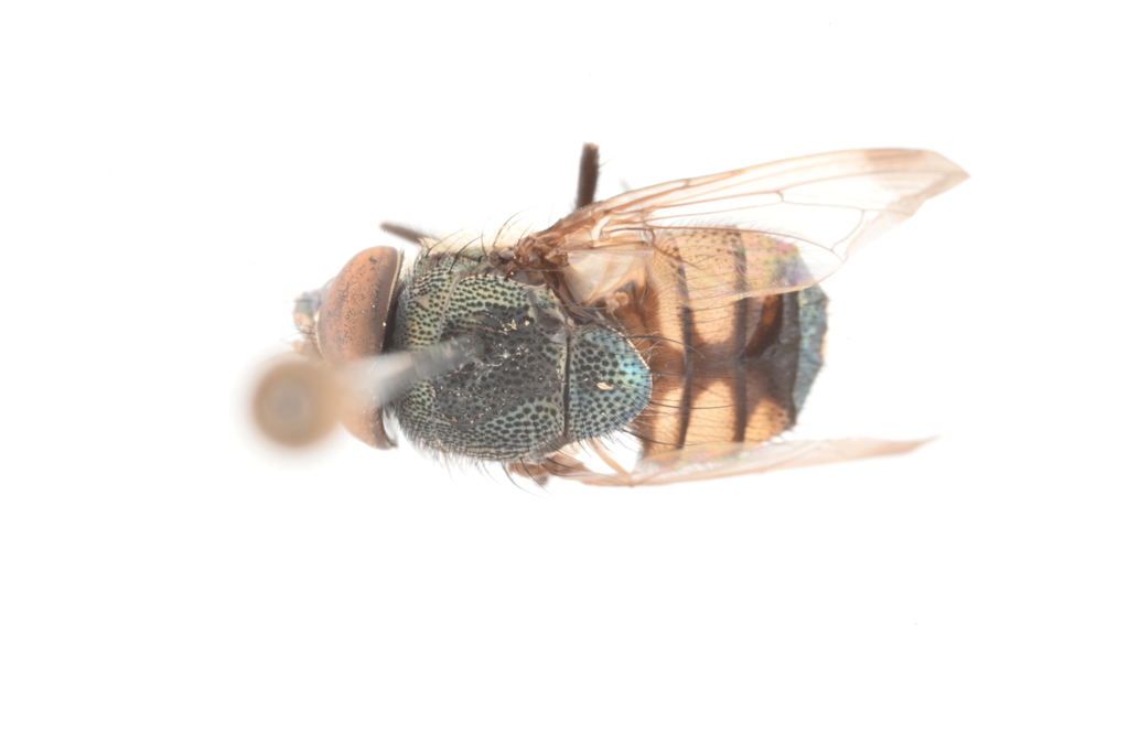 Stomorhina obsoleta from 中国湖北省武汉市武昌区 on April 28, 2014 at 04:08 PM by ...