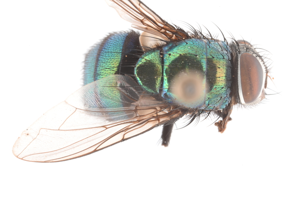 Luciliini from 中国湖北省武汉市武昌区 on October 6, 2014 at 04:13 PM by hilyshao ...